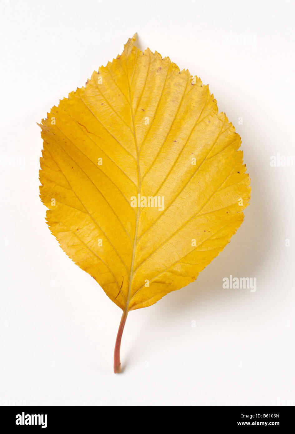 Plant Organ High Resolution Stock Photography and Images - Alamy