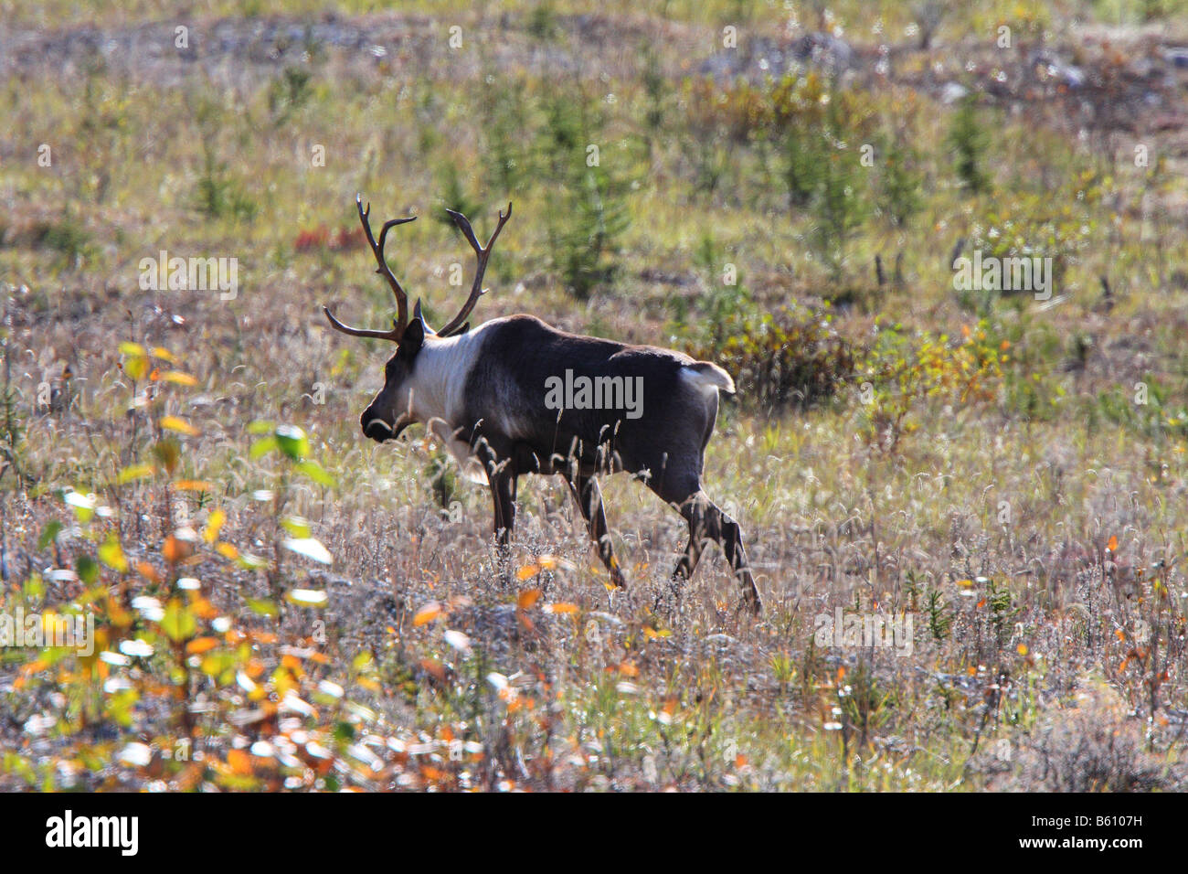 Female Woodland Caribou High Resolution Stock Photography and Images ...