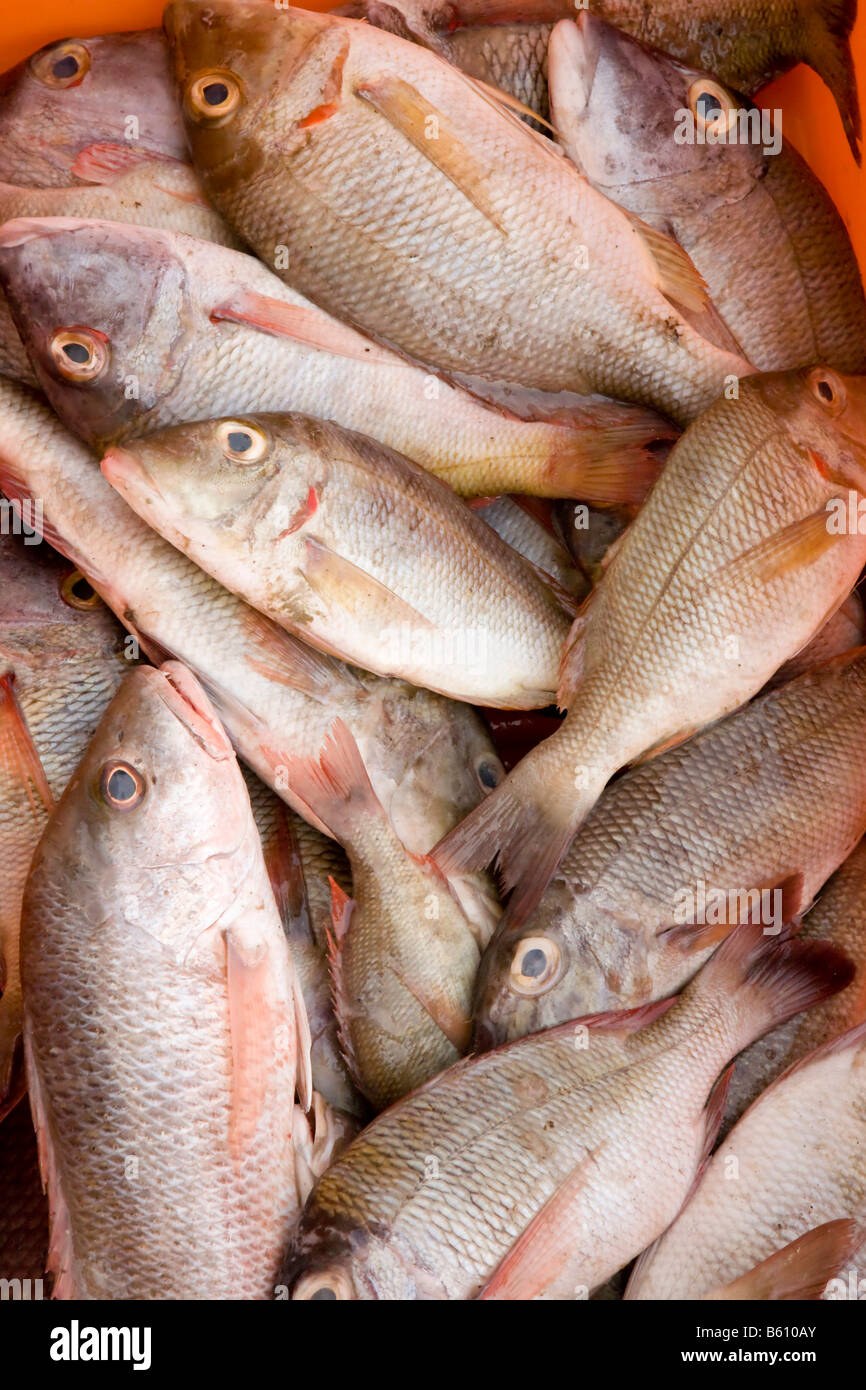 Fish in the fishing harbour, Massawa, Red Sea, Eritrea, Horn of Africa ...