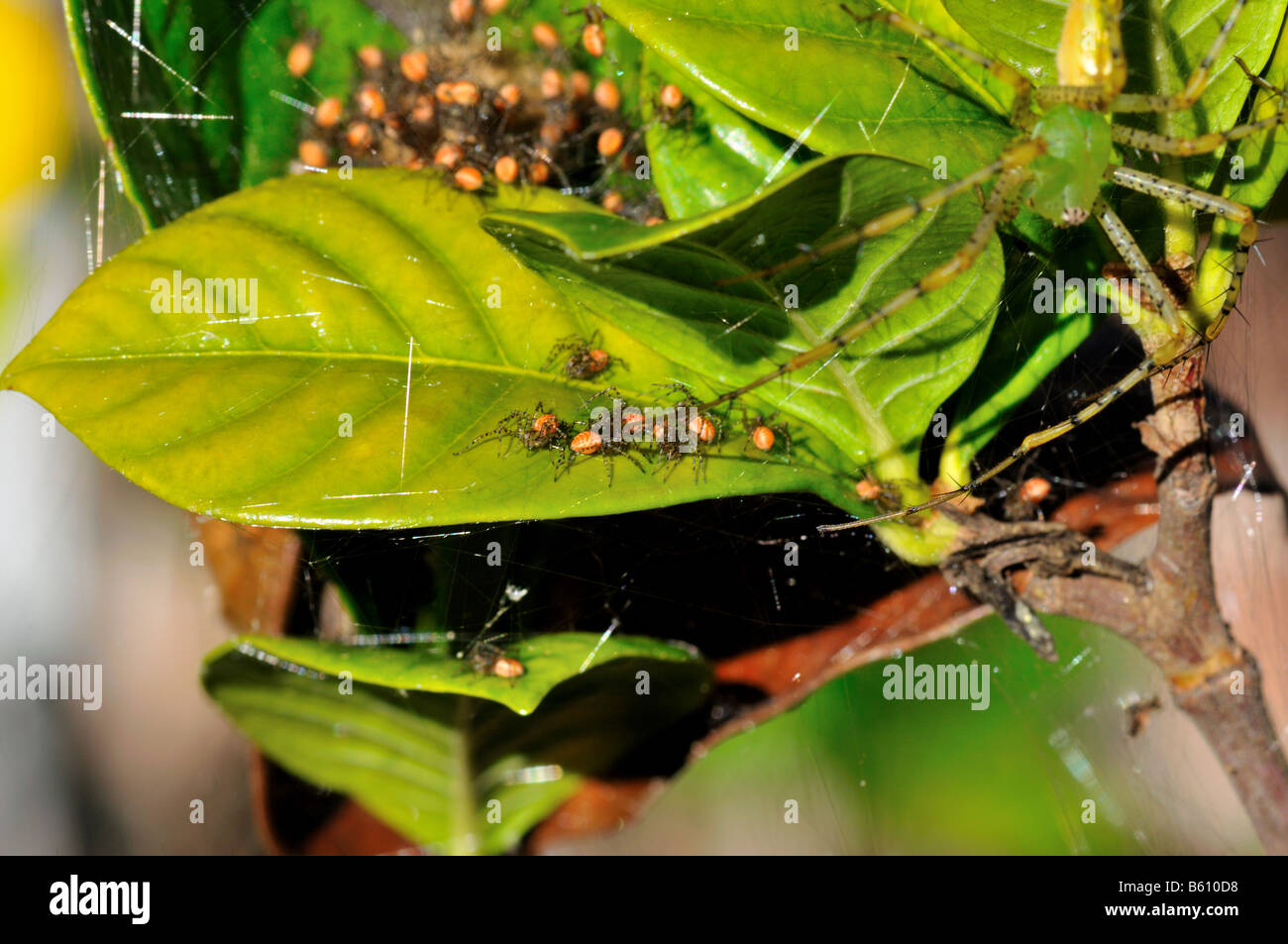 Spider hatchlings hi-res stock photography and images - Alamy