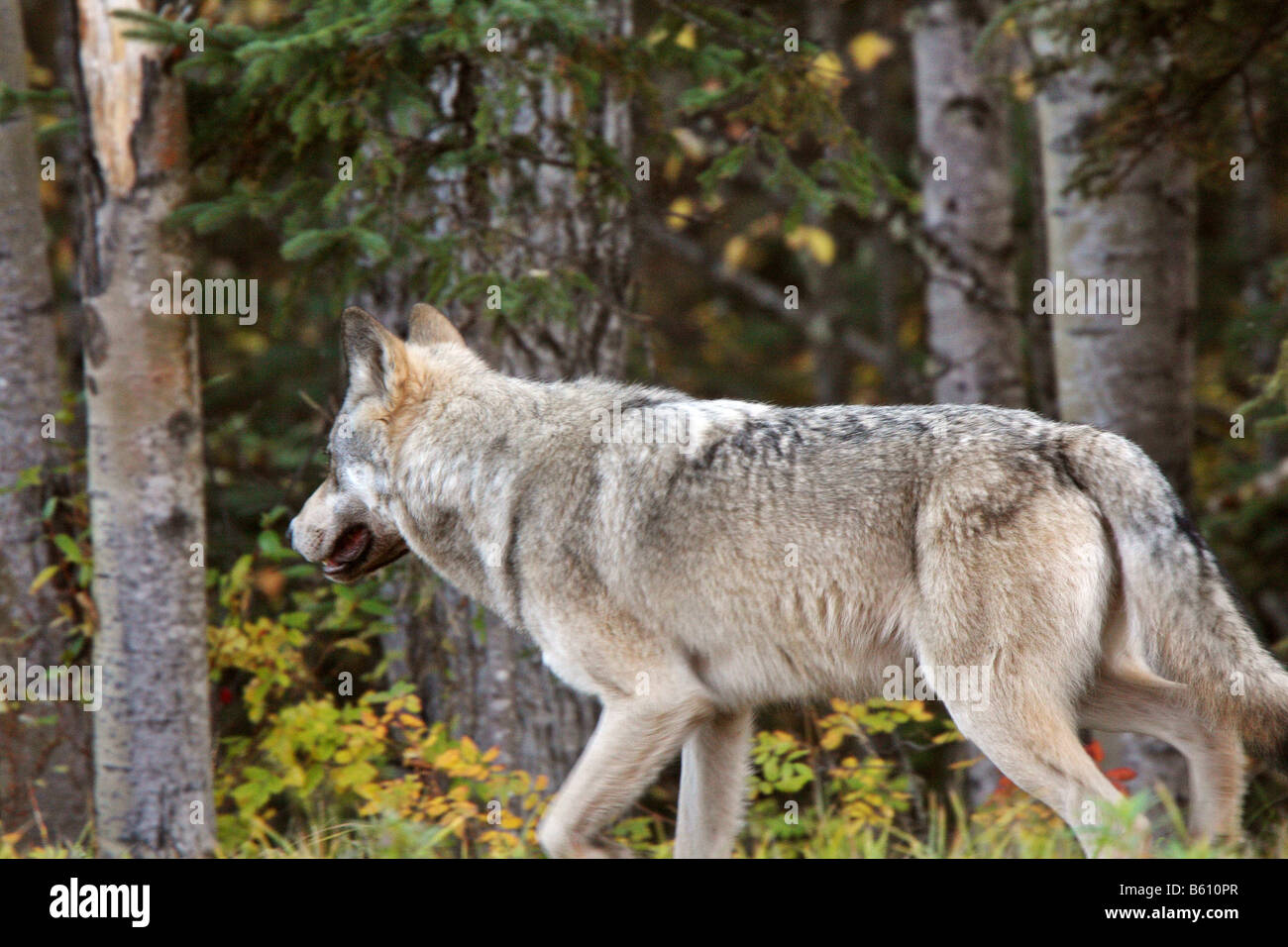 Gray Wolf along forest edge in British Columbia Stock Photo - Alamy