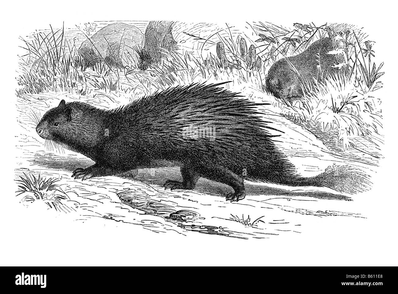 Old World porcupines, Hystricidae Stock Photo - Alamy