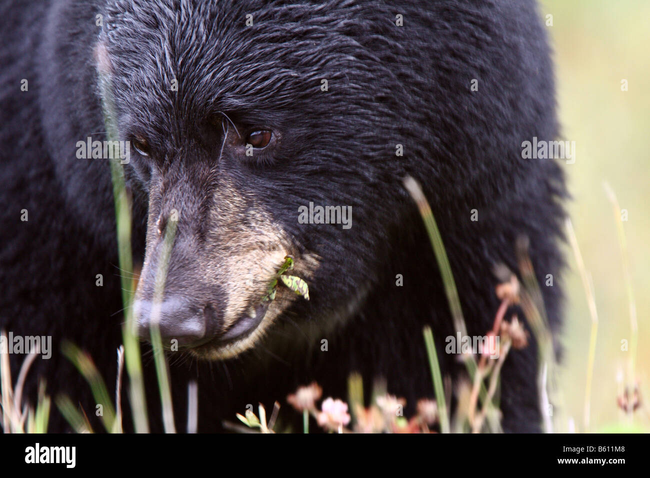 Black Bear along British Columbia highway Stock Photo - Alamy