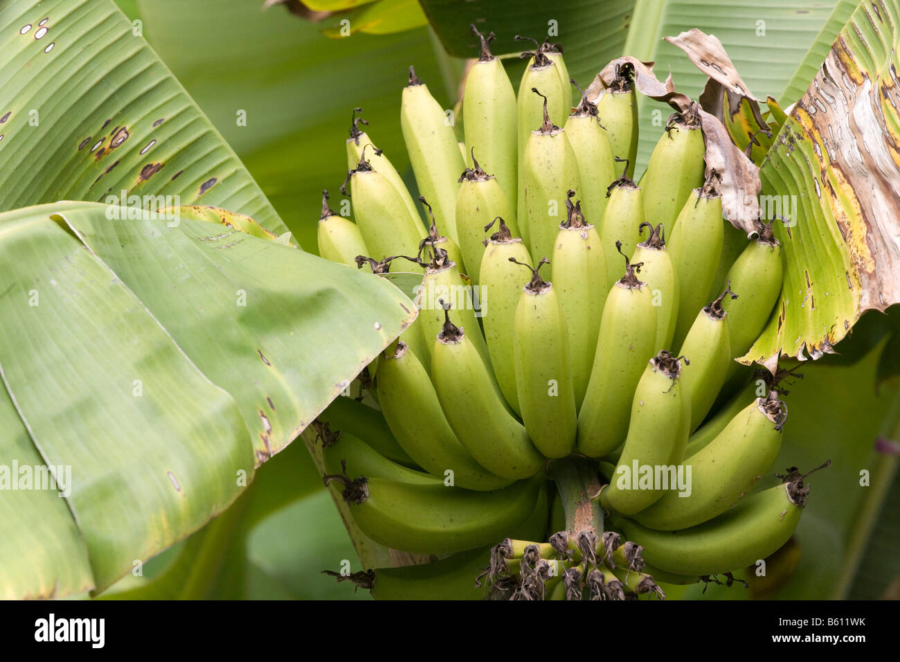 Banana plant, Venezuela, South America Stock Photo - Alamy