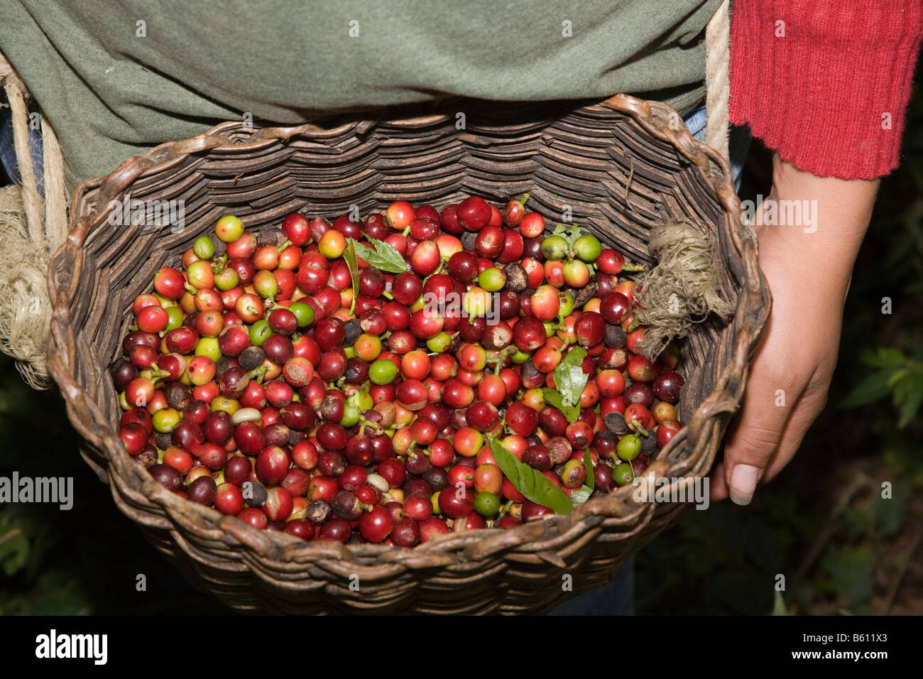 Basket filled with freshly picked, red, ripe coffee beans, coffee ...