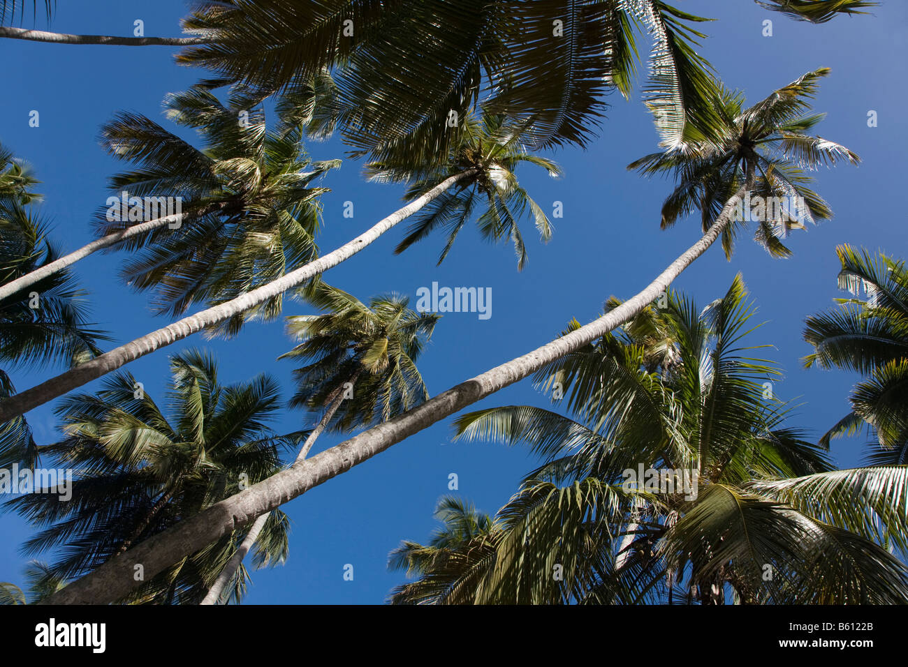Coconut palms on Playa Medina, beach, Venezuela, Caribbean, South ...