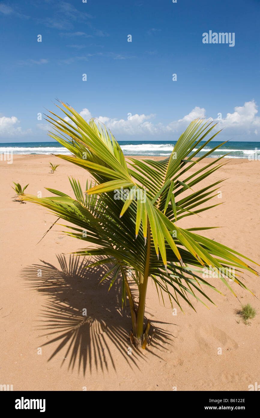 Playa Pui Pui Beach, Venezuela, Caribbean, South America Stock Photo ...