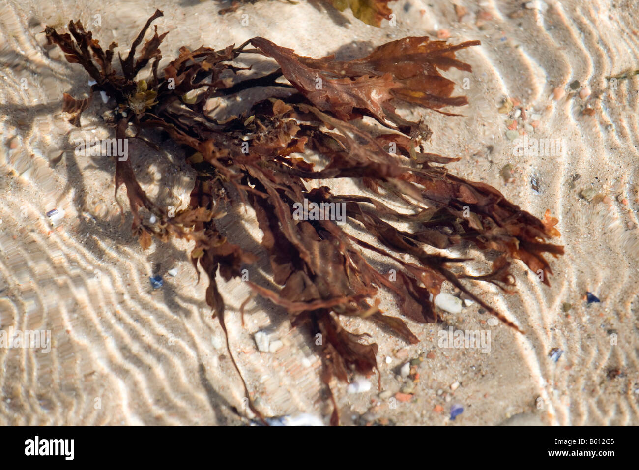 Algae, Baltic Sea, Northern Germany, Europe Stock Photo - Alamy