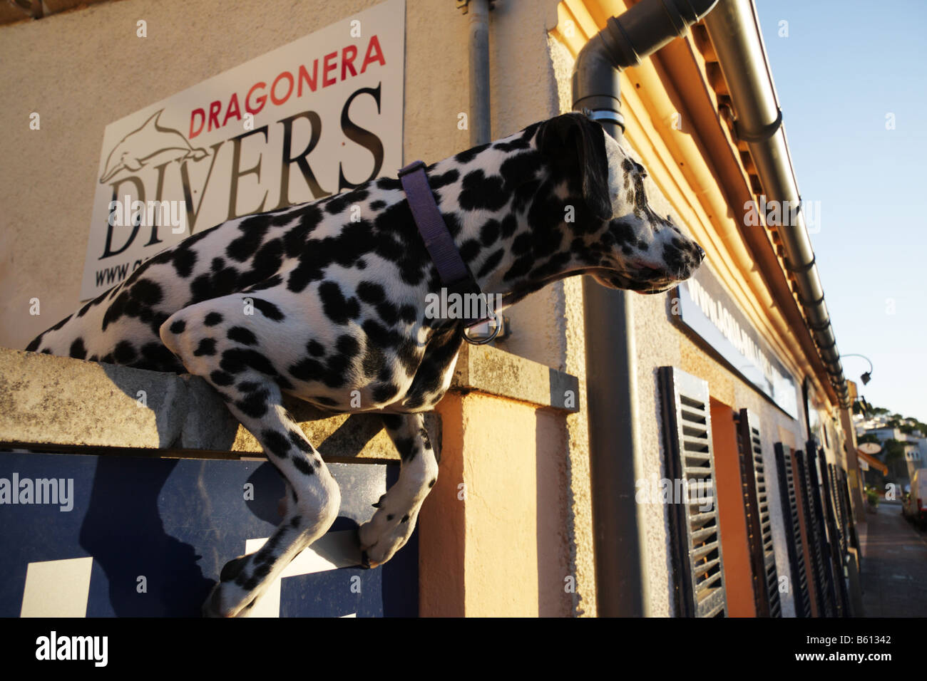 A large Dalmatian dog looking over a wall Stock Photo - Alamy