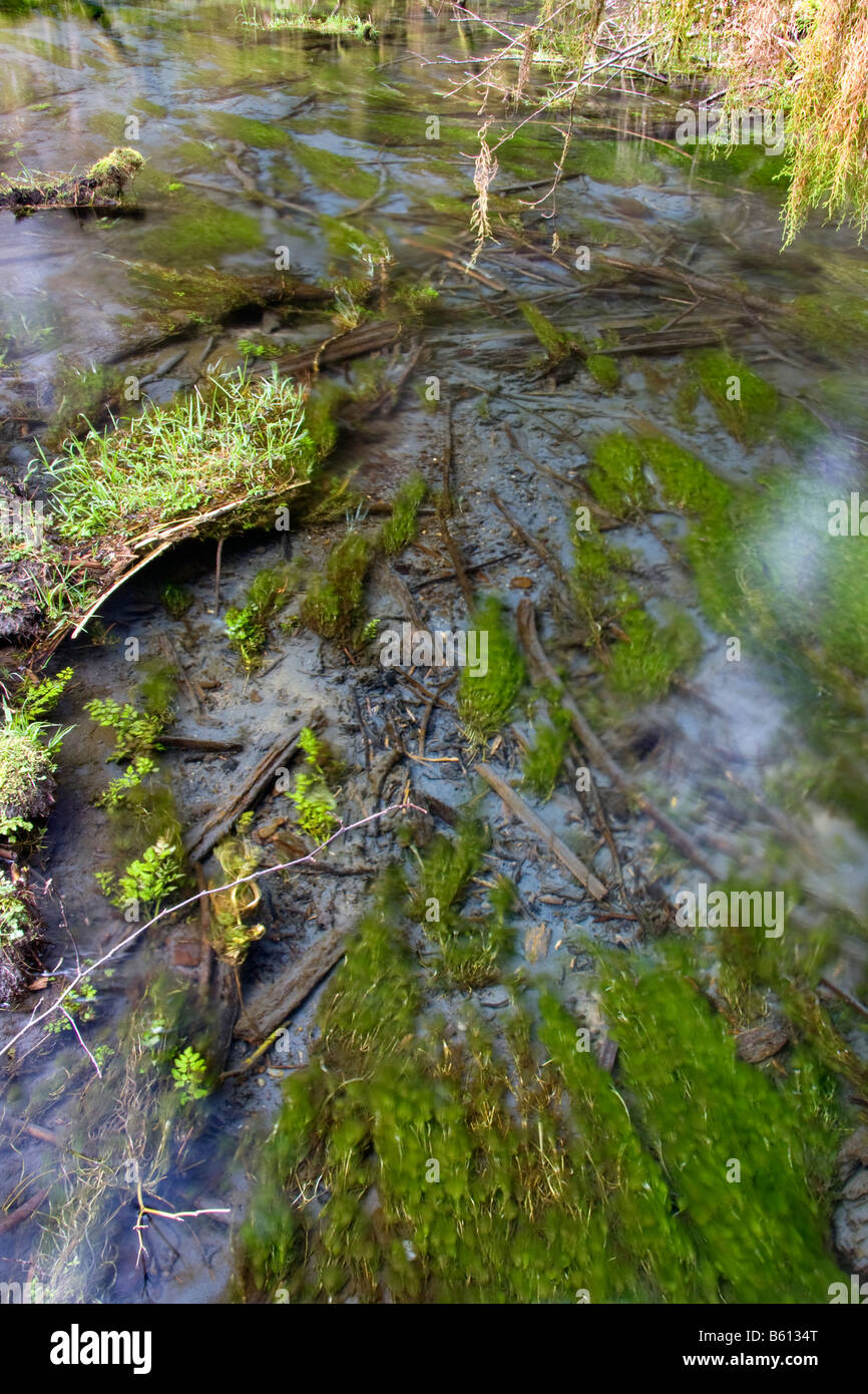 Moss trail hi-res stock photography and images - Alamy