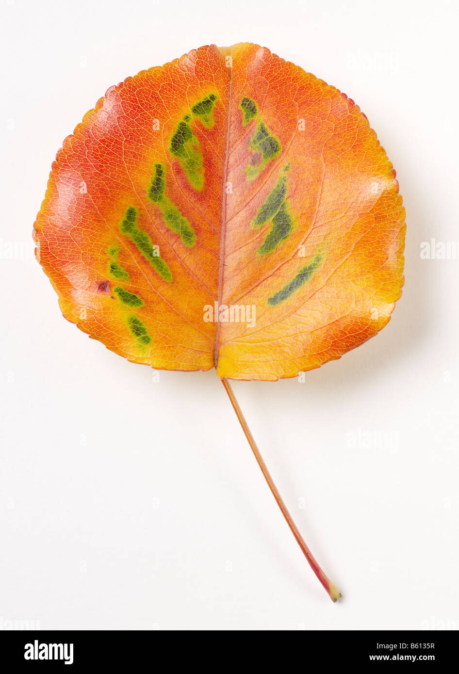 Silhouetted leaf hi-res stock photography and images - Alamy