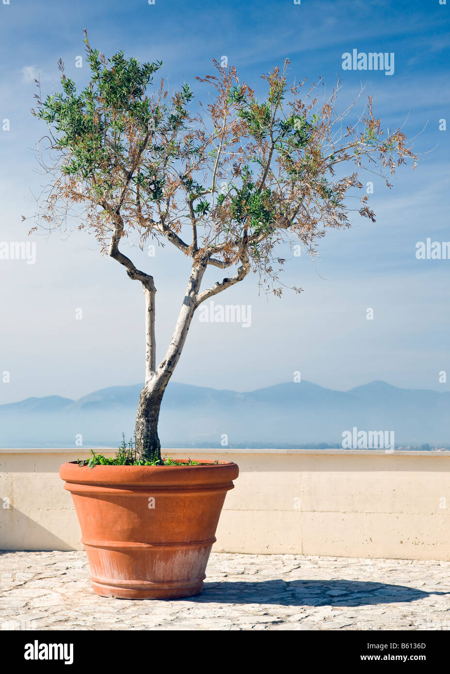 A large potted olive tree overlooks a mountain range beyond the village ...