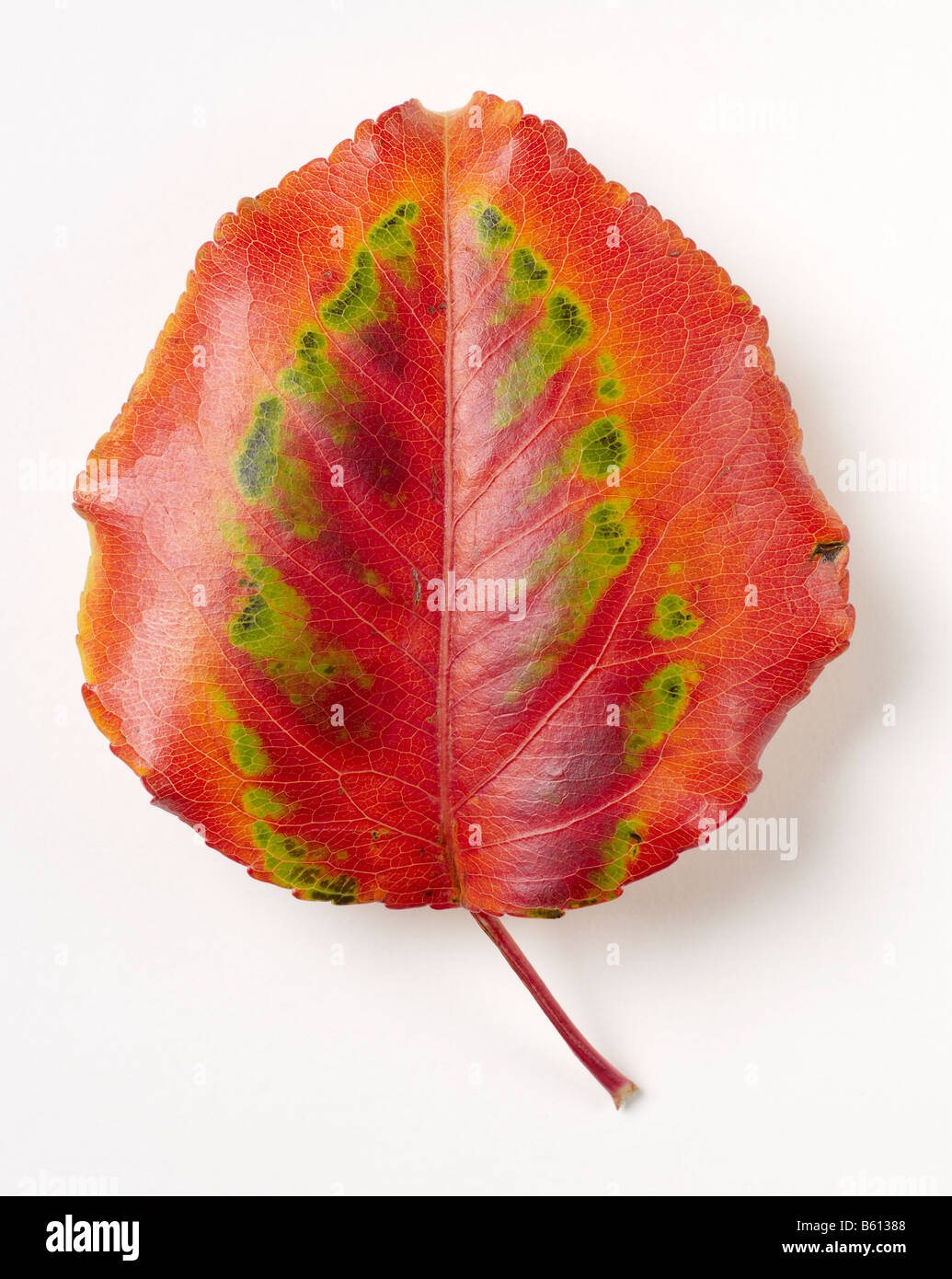 Seasonalleaf hi-res stock photography and images - Alamy