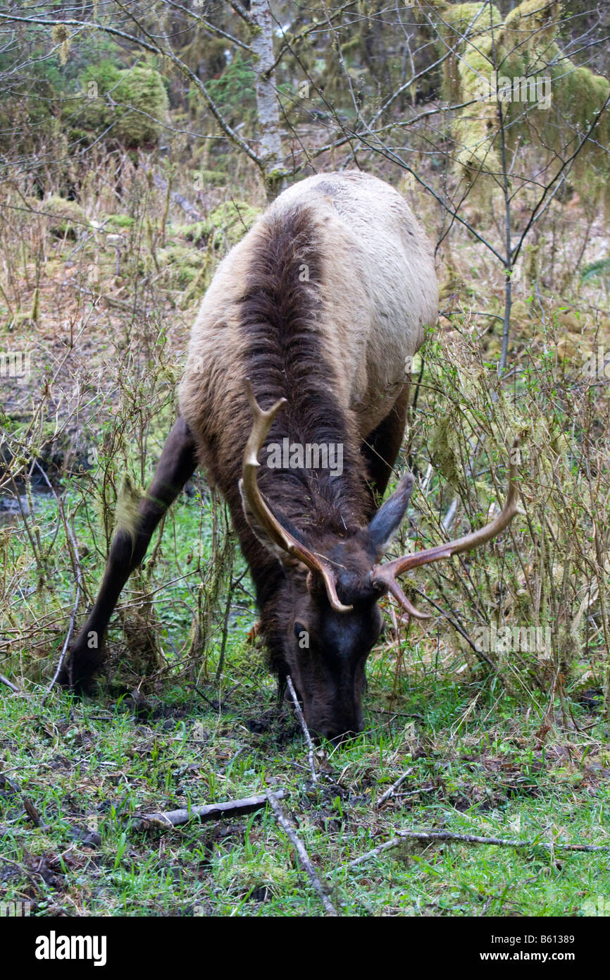 A Roosevelt Elk feeds near the Hoh River in Olympic National Park ...