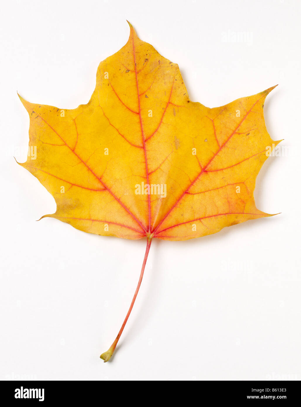 Autumn leaves cut out hi-res stock photography and images - Alamy
