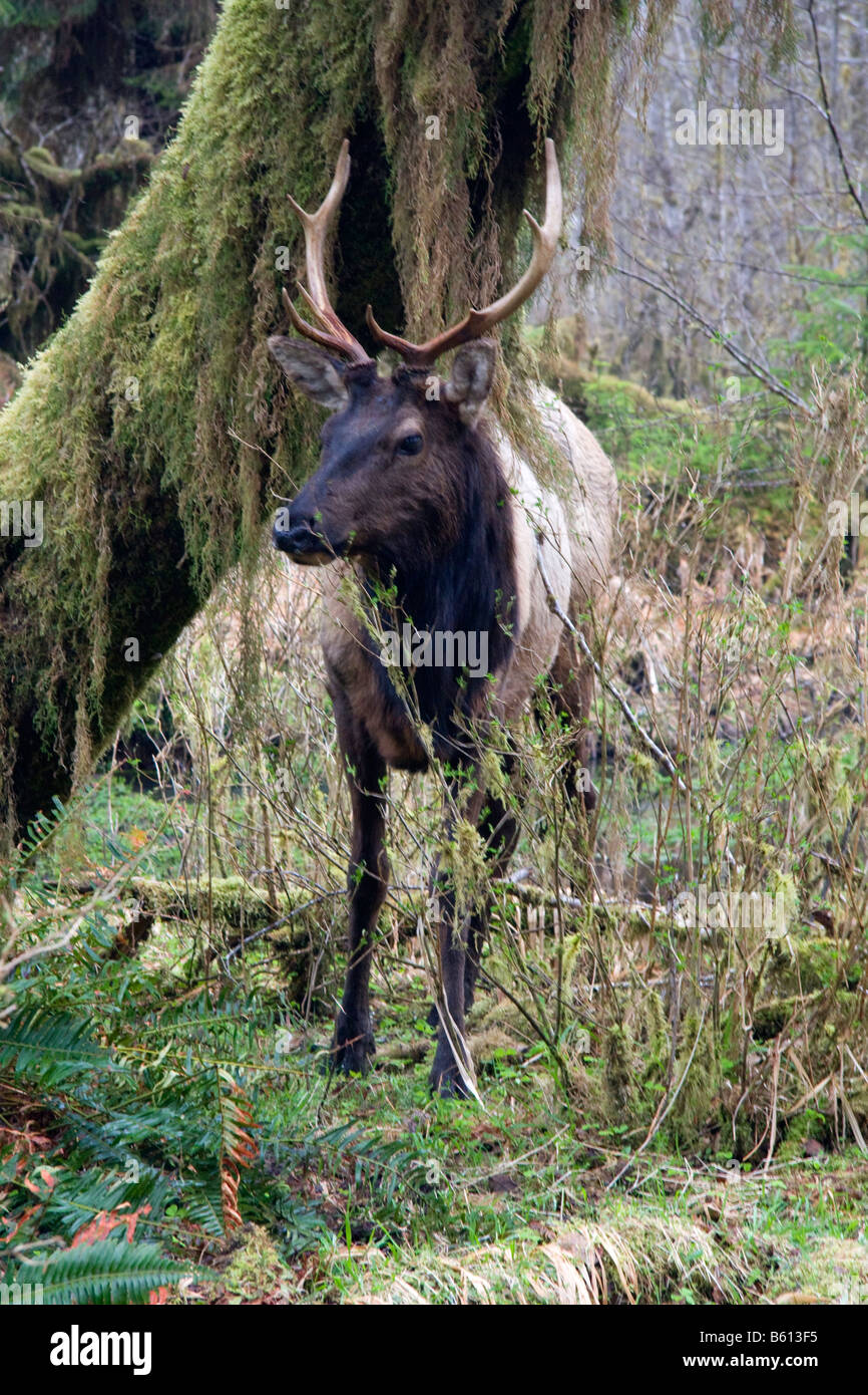 A Roosevelt Elk near the Hoh River in Olympic National Park Washington ...
