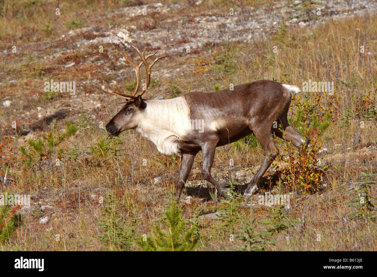 Female woodland caribou hi-res stock photography and images - Alamy