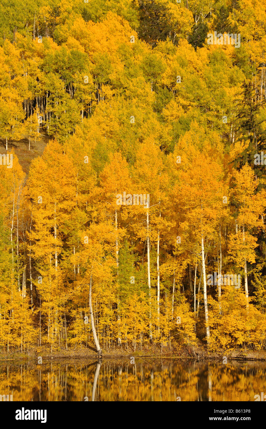 Bright fall aspens reflect in a still pond during fall high up in the ...
