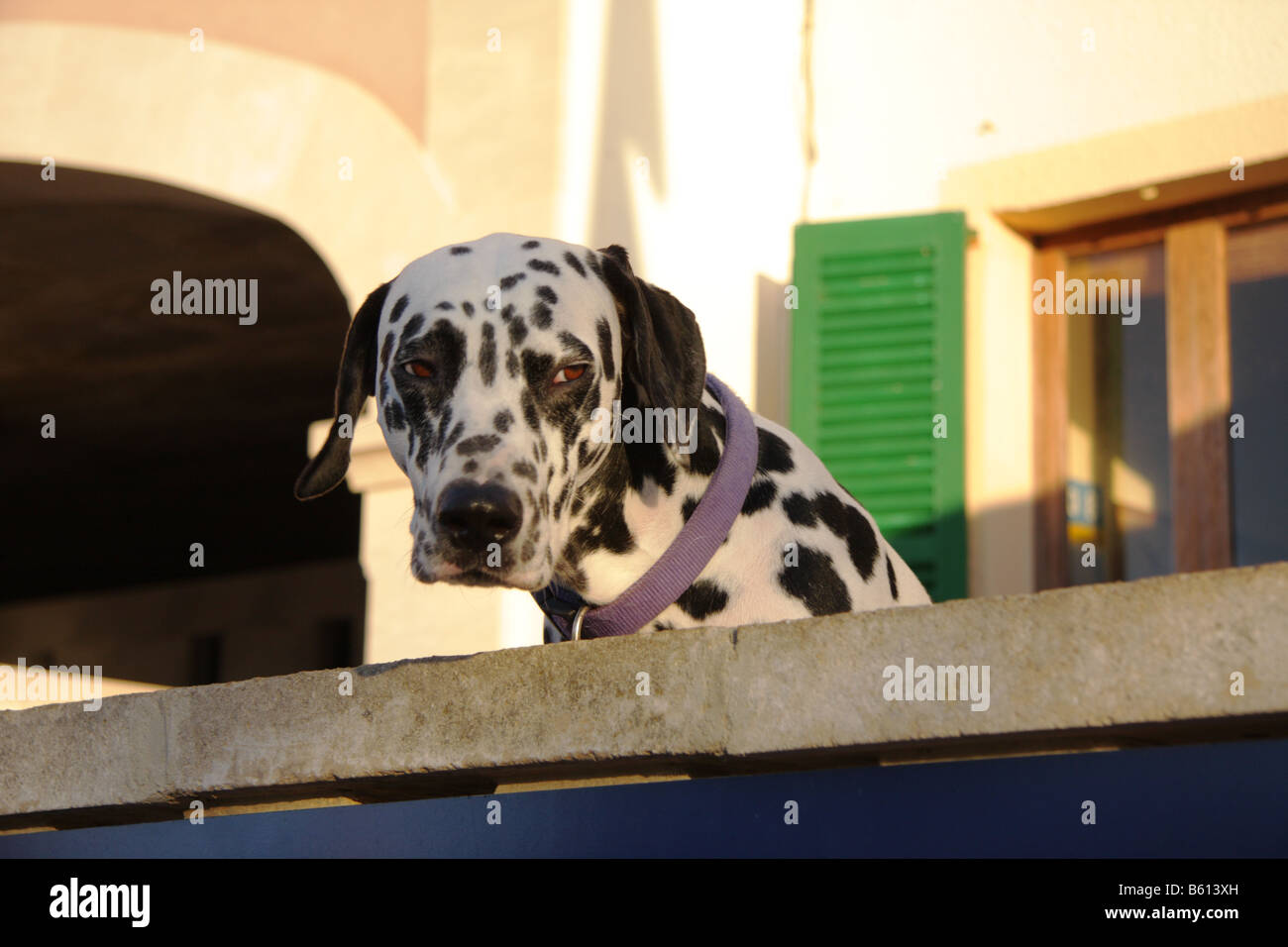 Dog looking over wall hi-res stock photography and images - Alamy