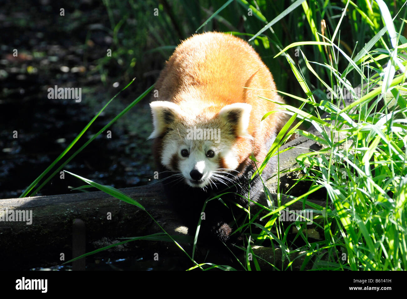 Lesser panda hi-res stock photography and images - Alamy