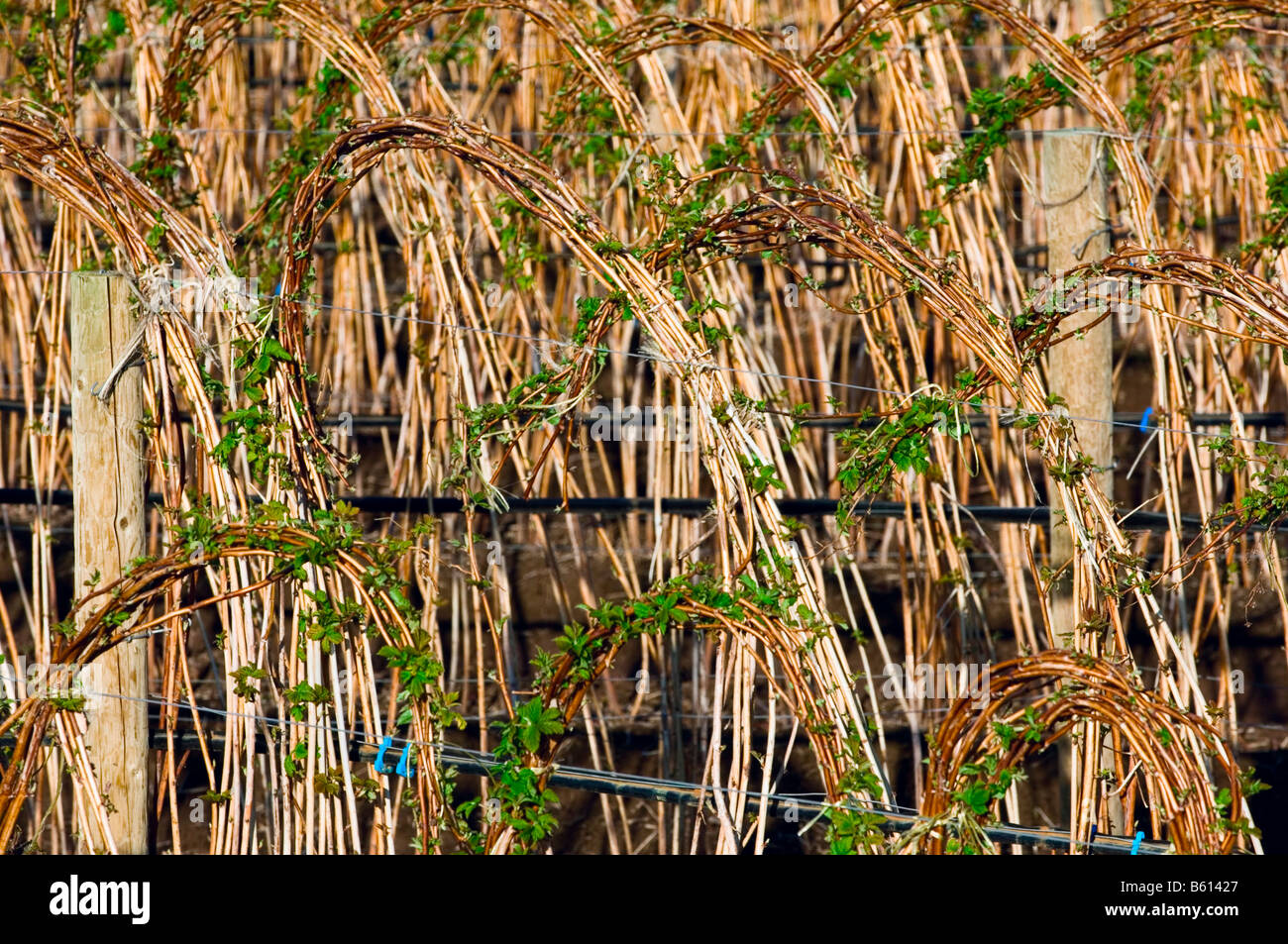 Raspberry in early spring hi-res stock photography and images - Alamy