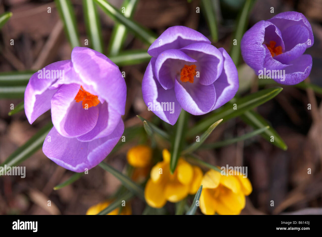 First signs of spring lilac hi-res stock photography and images - Alamy