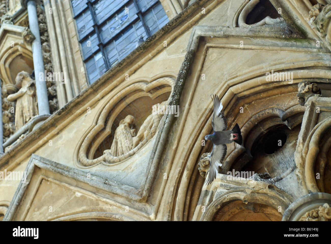Pigeon flying past St. Andrew's Cathedral, Gothic cathedral, Wells ...