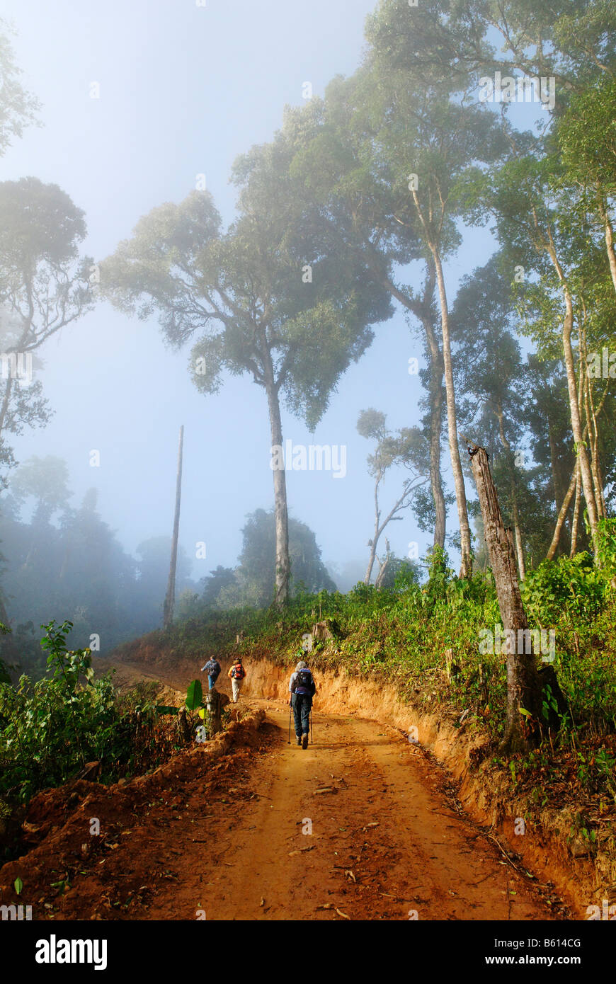 Burma forest flora hi-res stock photography and images - Alamy