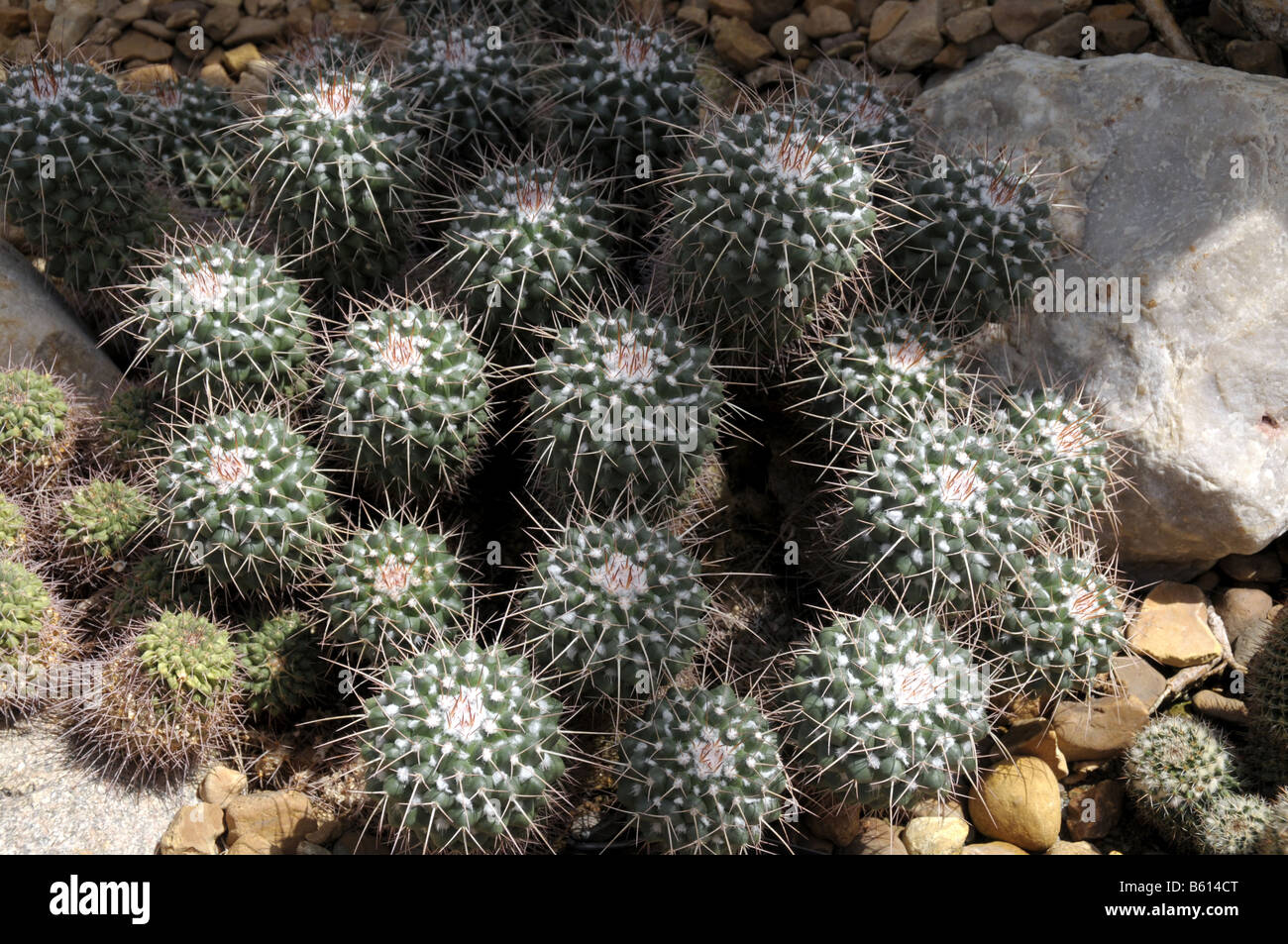 pincushion cactus plant Stock Photo - Alamy