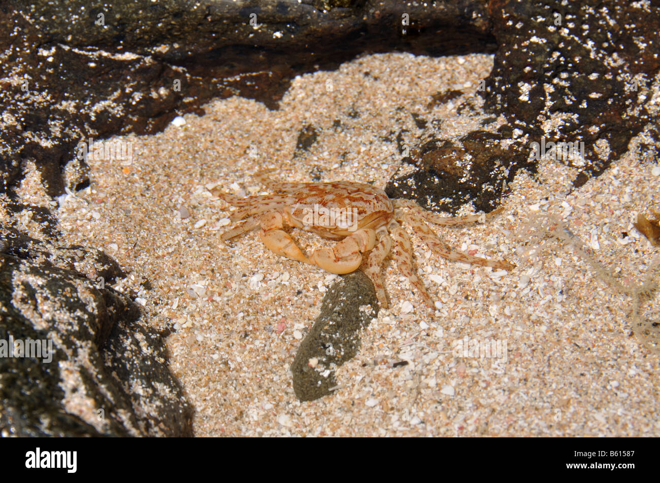 Rock pool crab hi-res stock photography and images - Alamy
