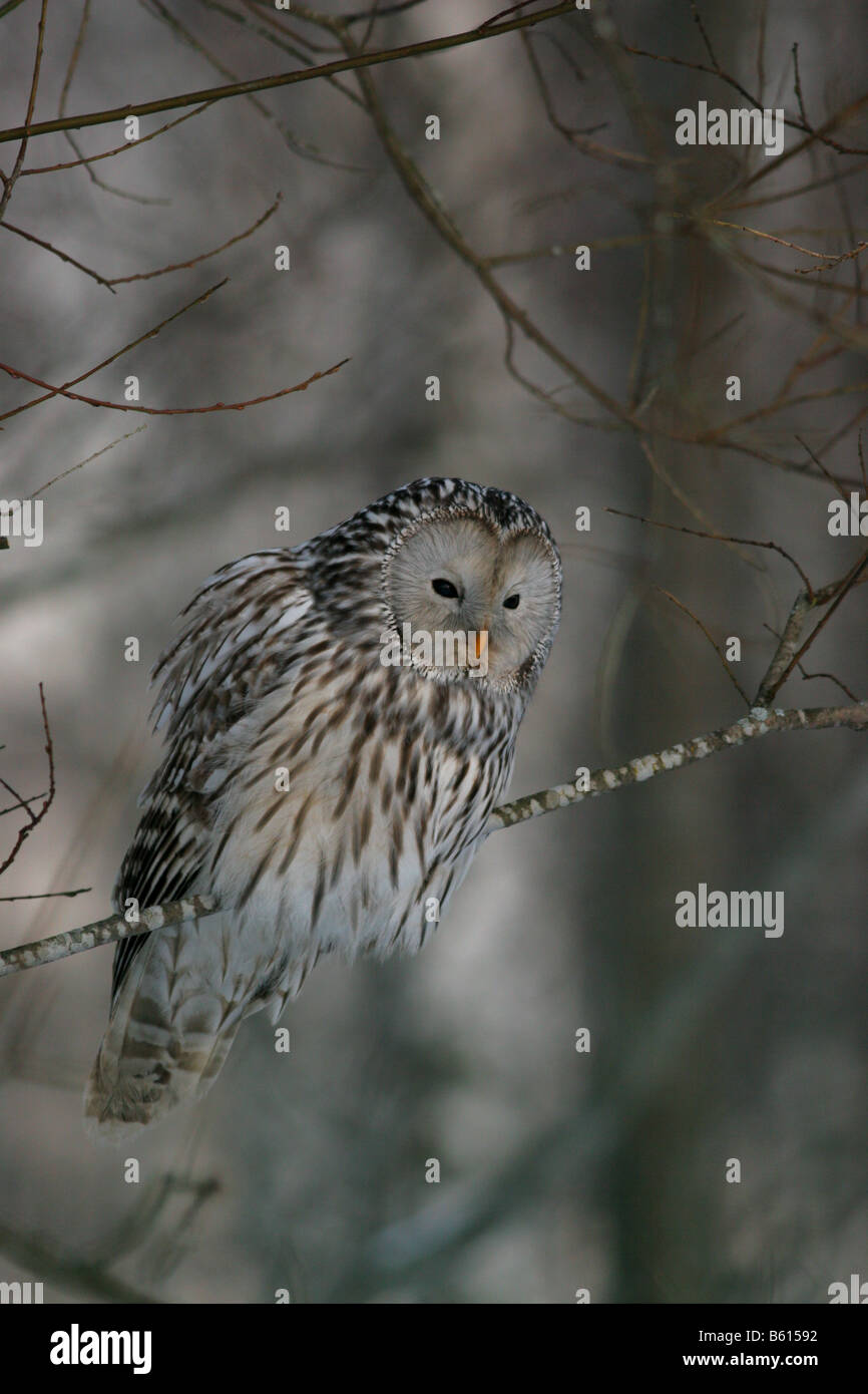 Female ural owl hi-res stock photography and images - Alamy