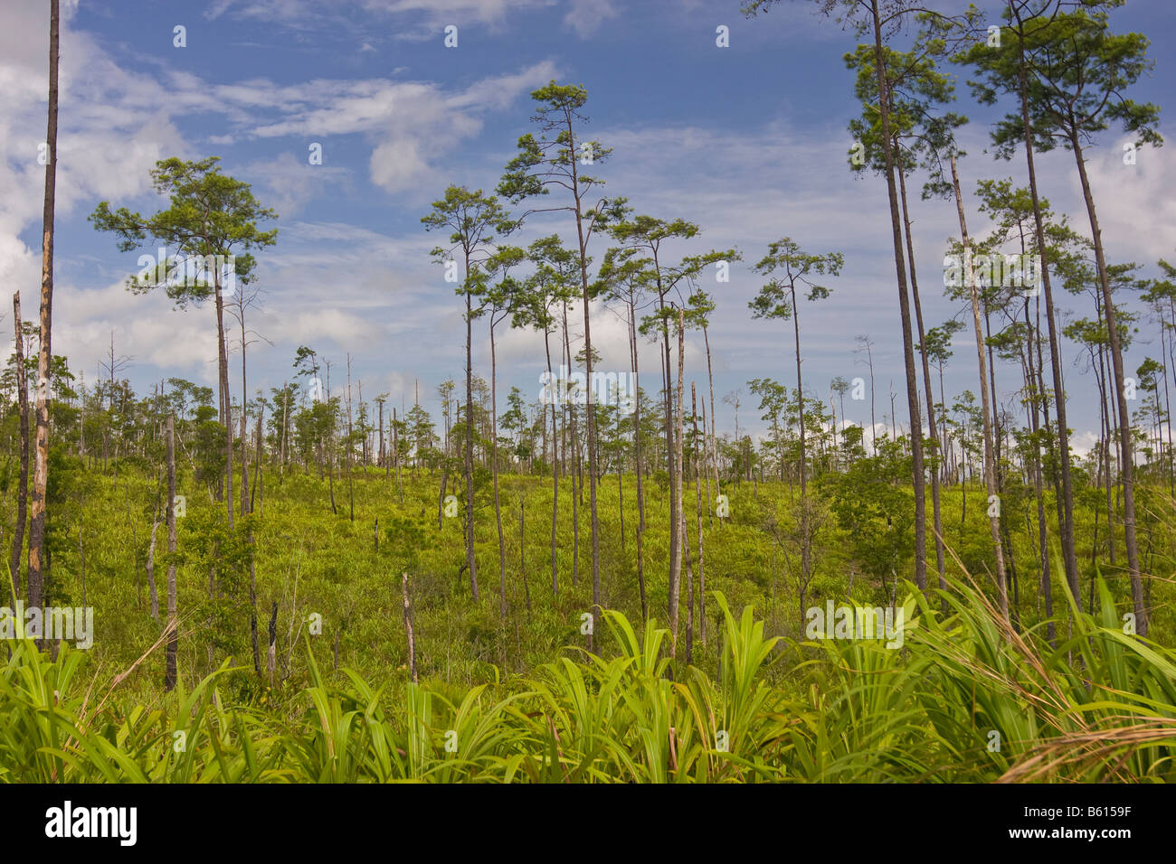 CAYO DISTRICT BELIZE Mountain Pine Ridge Forest Reserve Stock Photo - Alamy
