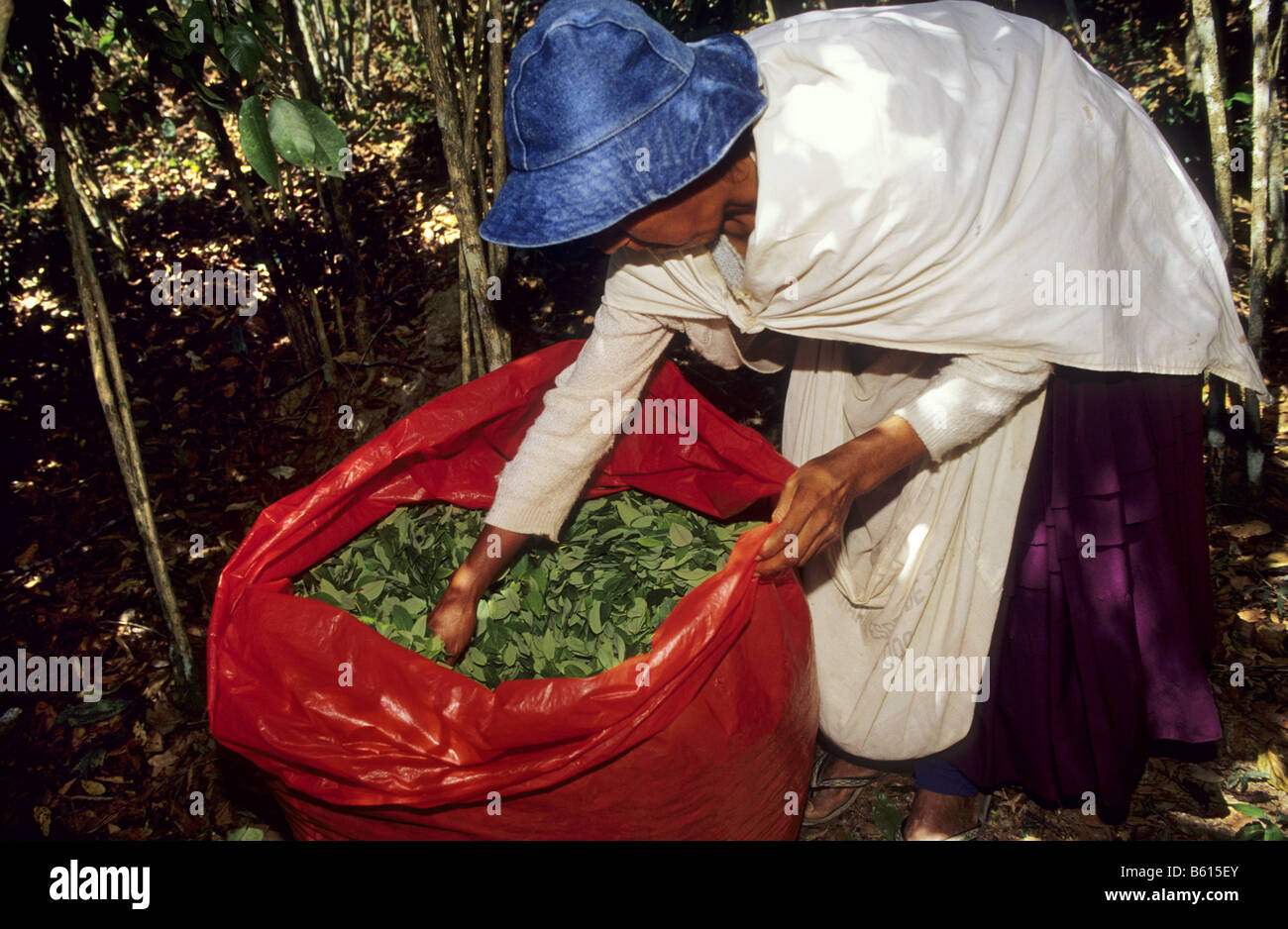 Harvesting coca leaves for traditional use Los Yungas Bolivia Stock ...