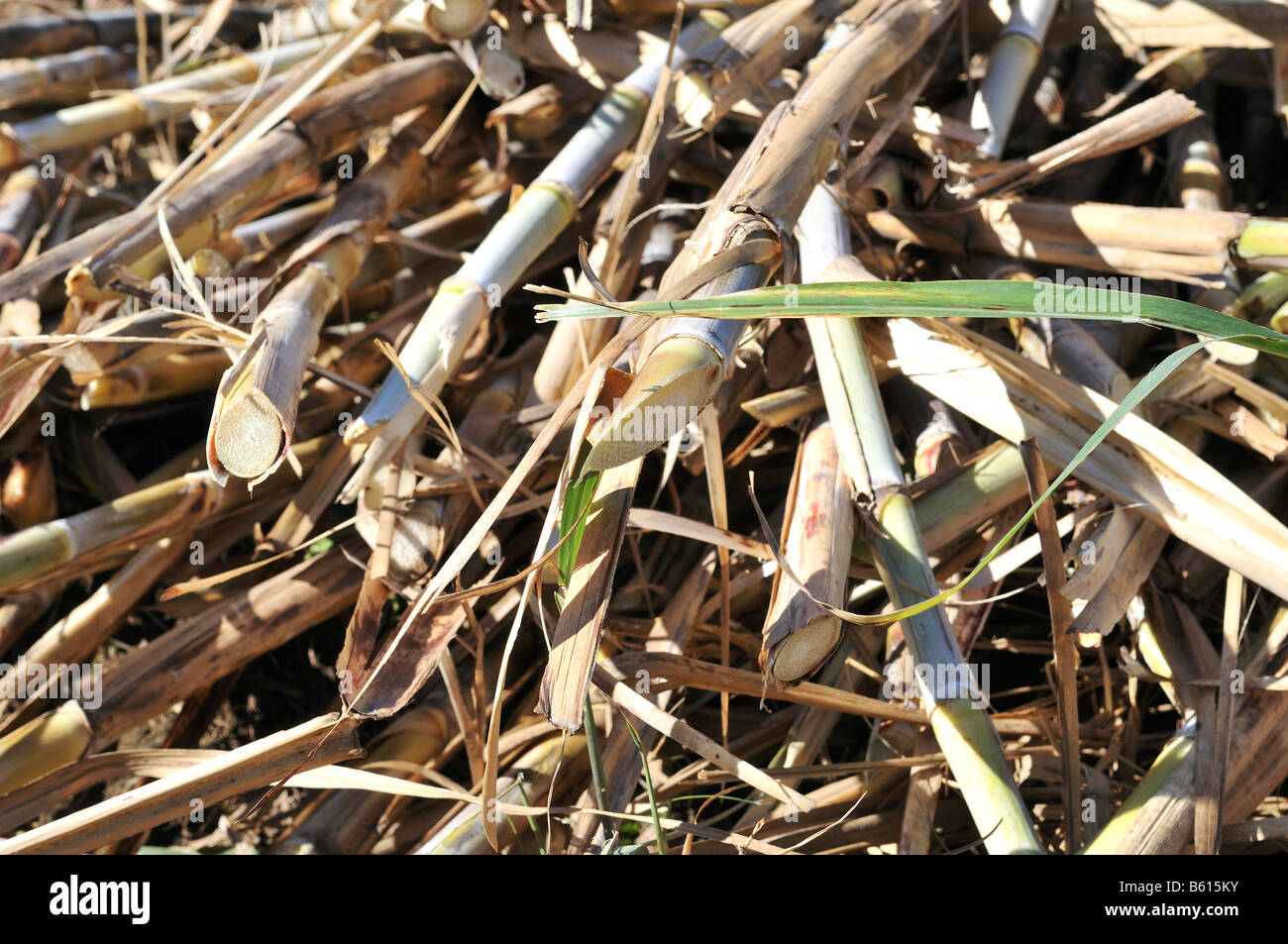 Freshly harvested sugar cane for the production of ethanol and ...