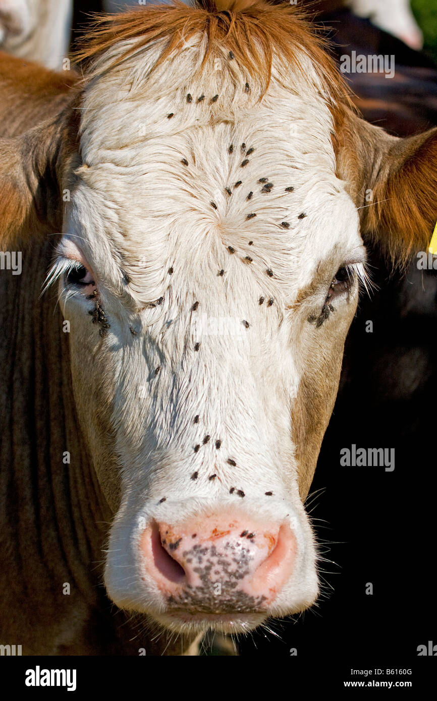 Portrait of a cow, Simmental Cattle Stock Photo - Alamy