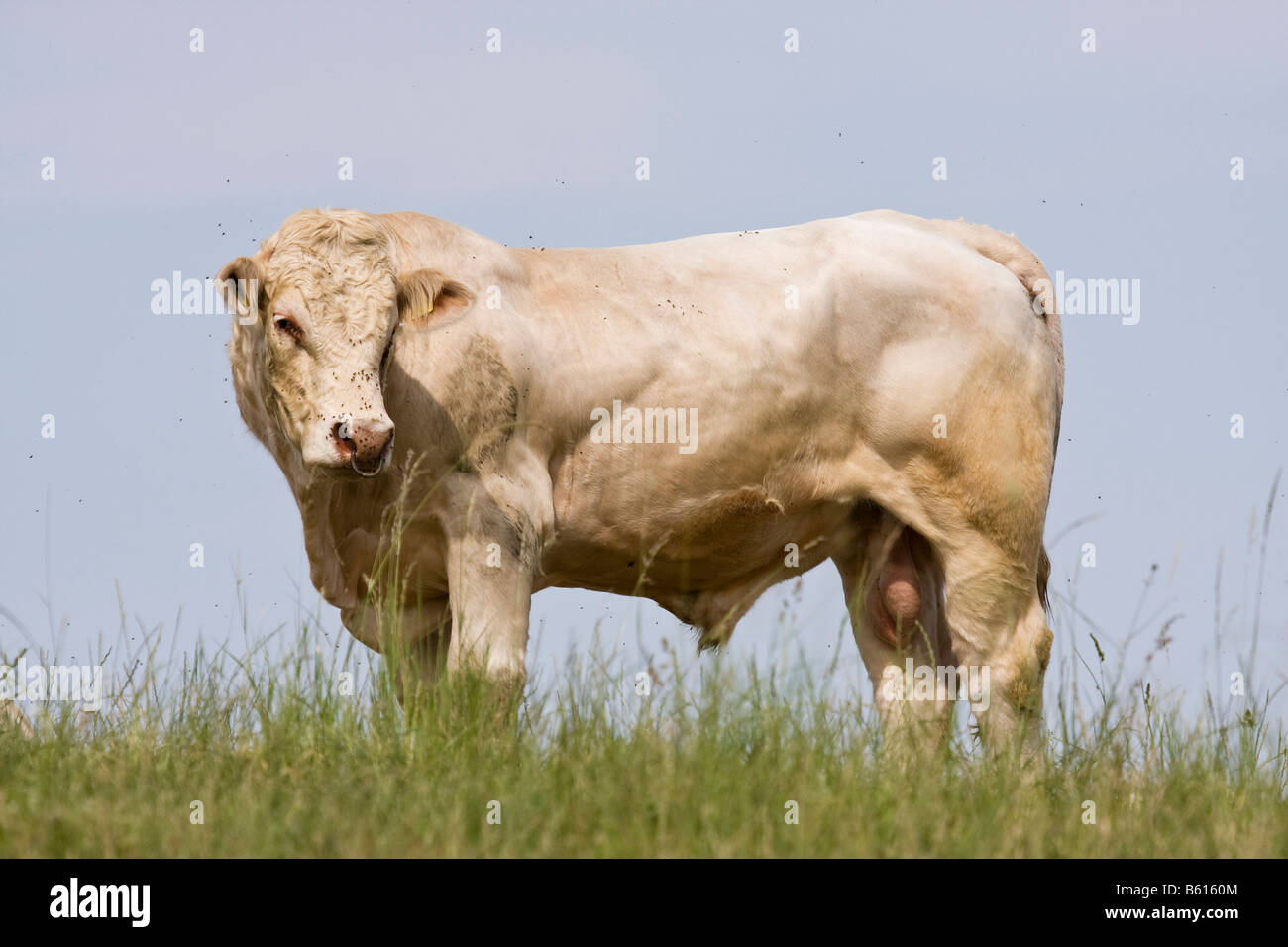 Bull, Charolais cattle, in a meadow Stock Photo - Alamy