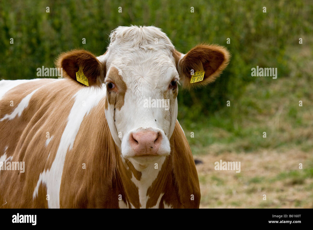 Portrait of a cow, Simmental Cattle Stock Photo - Alamy