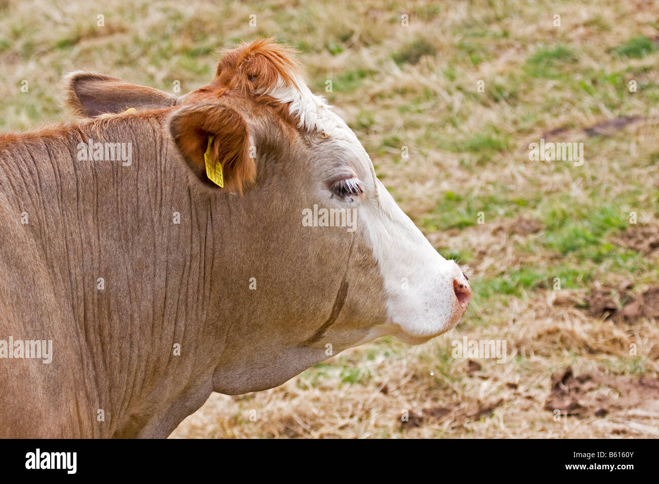 Portrait of a cow, Simmental Cattle Stock Photo - Alamy