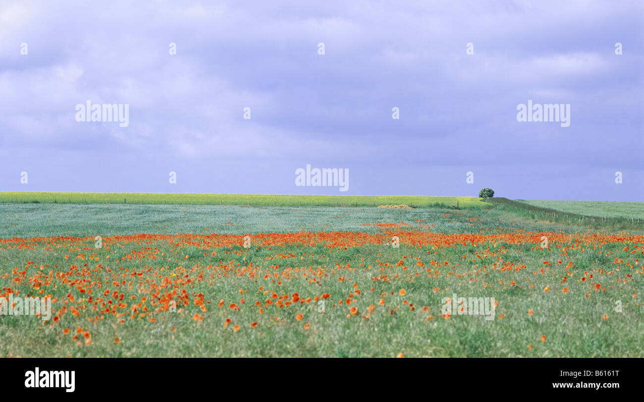 Poppy Fields Salisbury Plain Wiltshire UK Europe Stock Photo - Alamy