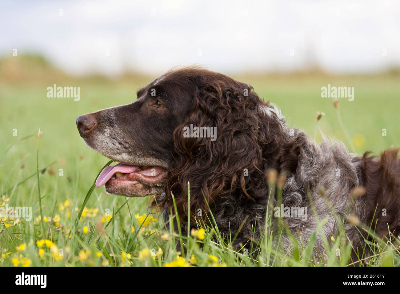 German spaniel german quail dog hi-res stock photography and images - Alamy