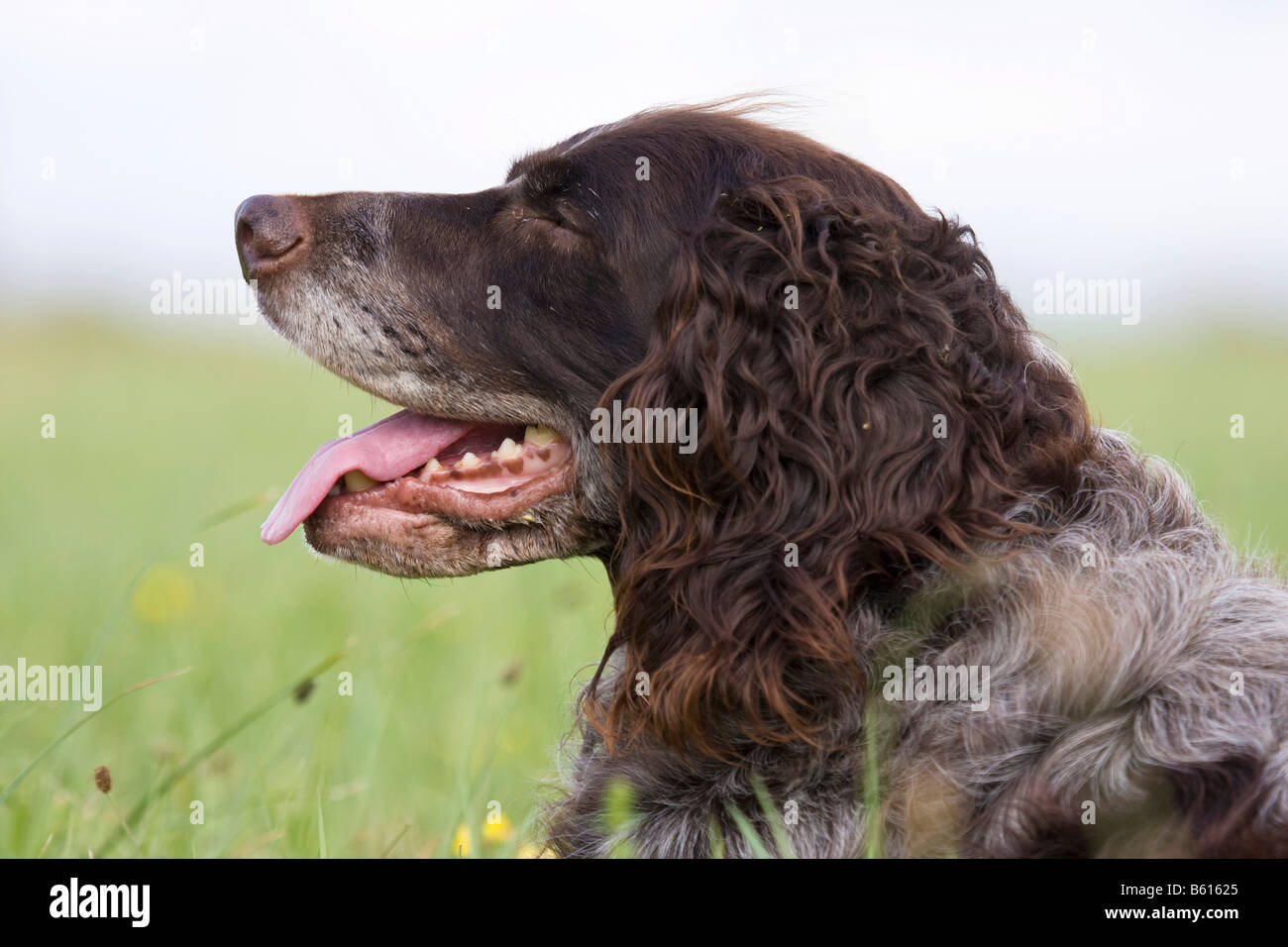 German spaniel german quail dog hi-res stock photography and images - Alamy