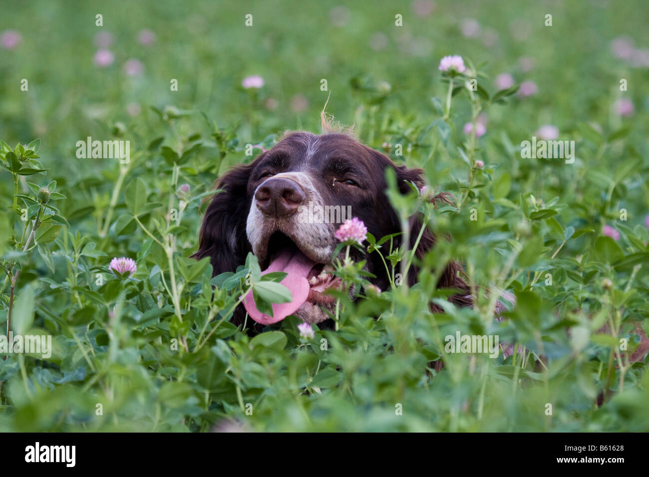 German spaniel german quail dog hi-res stock photography and images - Alamy