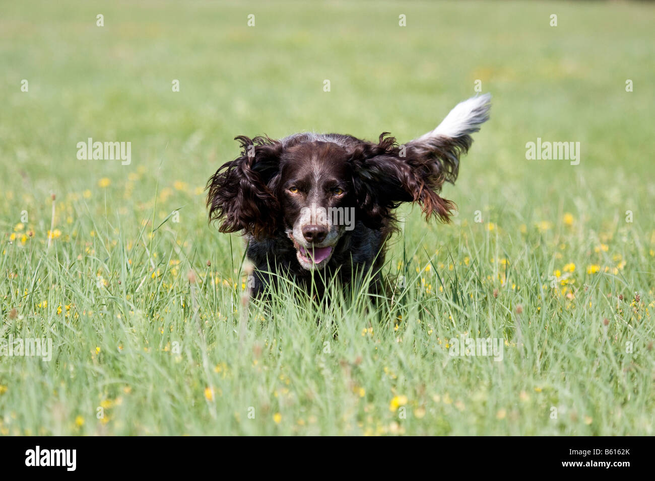 German Spaniel or German Quail Dog, hunting dog, on a meadow Stock ...