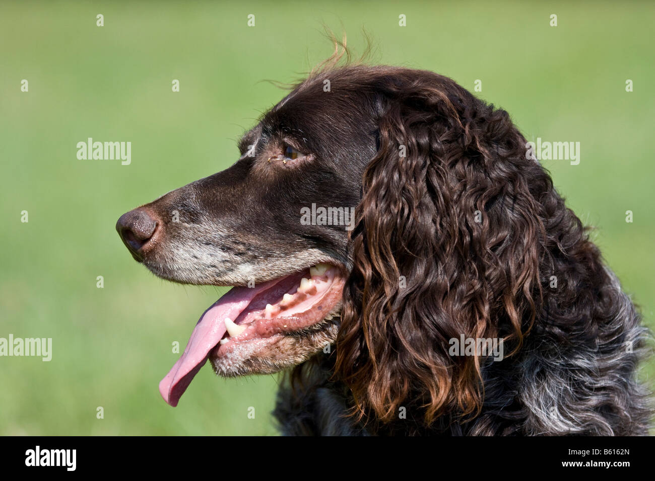 German Spaniel or German Quail Dog, hunting dog, portrait Stock Photo ...