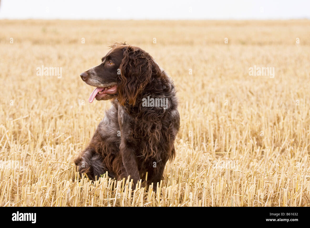 Black German Spaniel