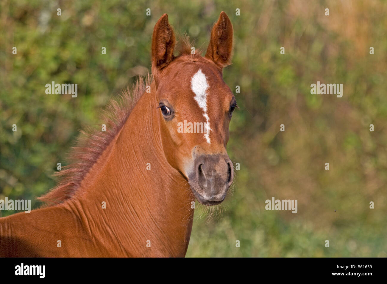 Foals heads hi-res stock photography and images - Alamy