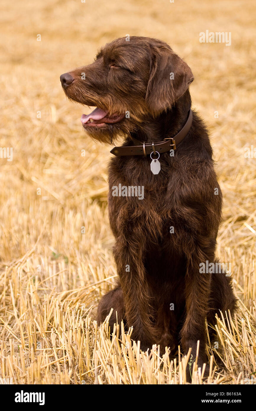 Seated Pudelpointer, hunting dog Stock Photo - Alamy