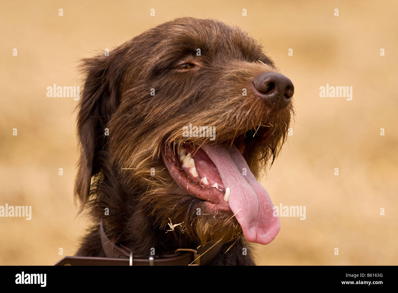 Pudelpointer hi-res stock photography and images - Alamy