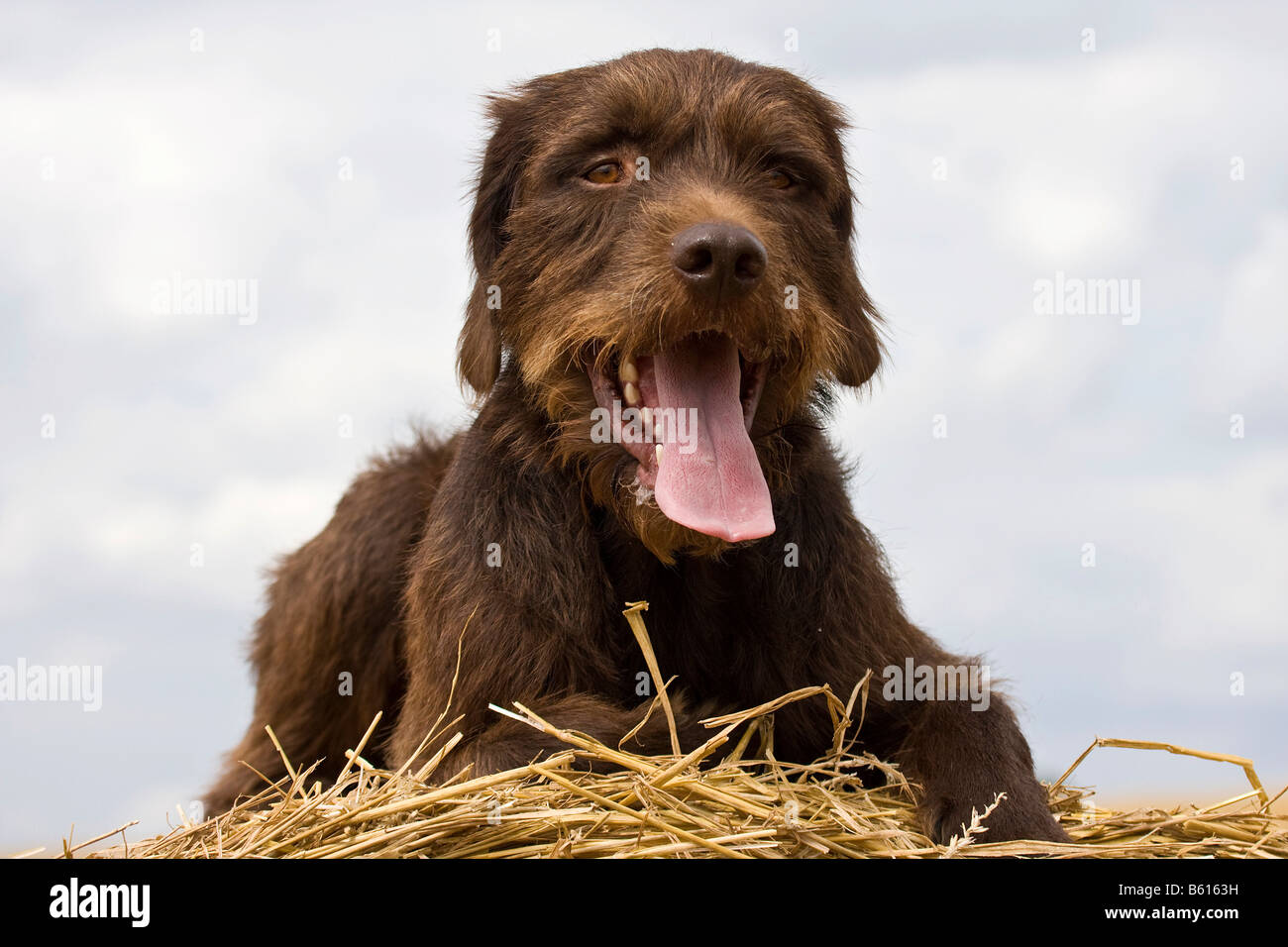 Pudelpointer lying down, hunting dog Stock Photo - Alamy
