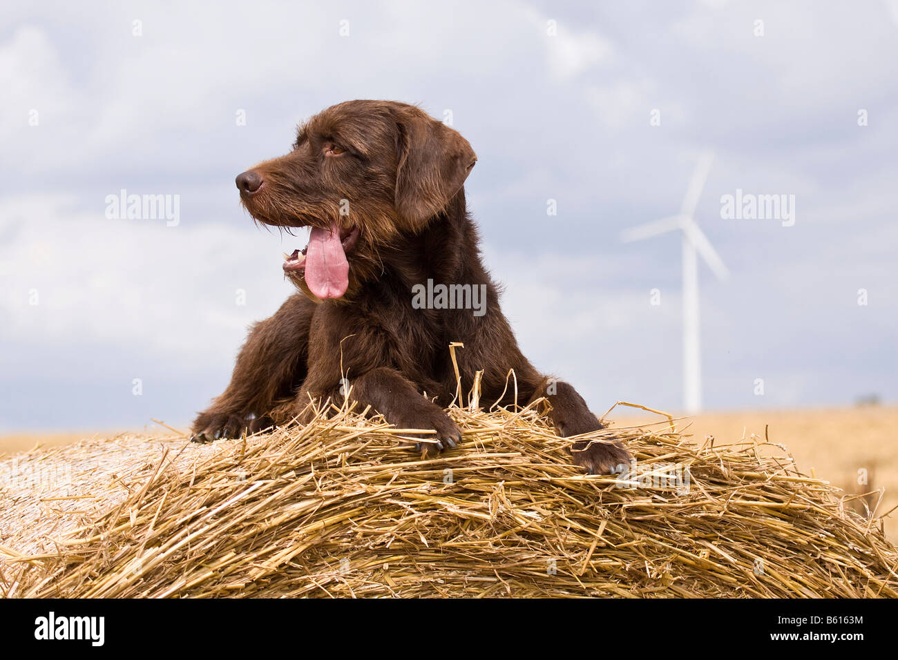 Pudelpointer hi-res stock photography and images - Alamy